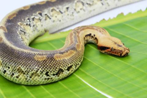 Baby Ultra Breit Borneo Short Tailed Pythons for sale