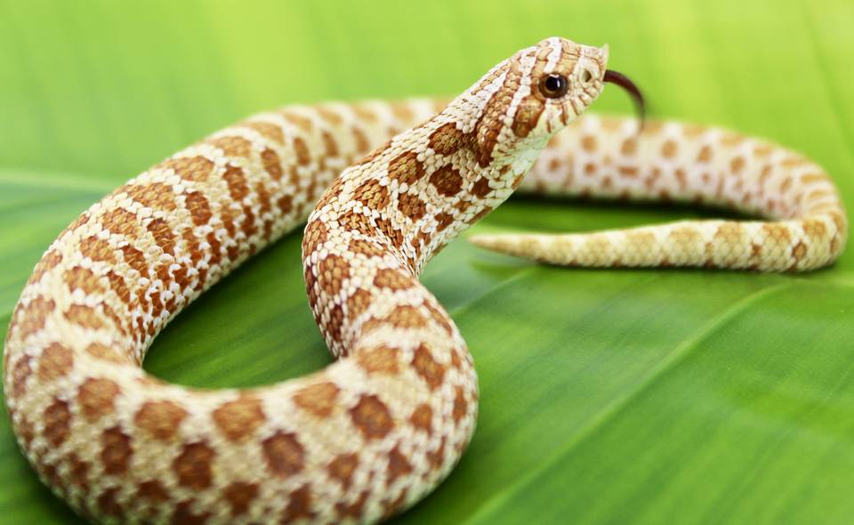 Baby Western Hognose Snake