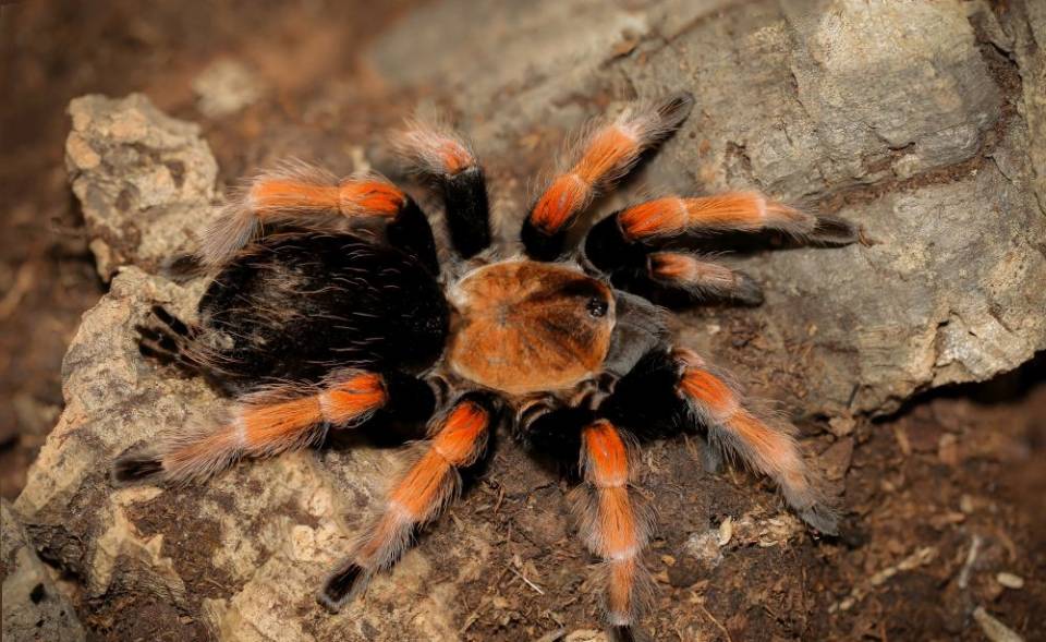 Mexican Fire Leg Tarantula