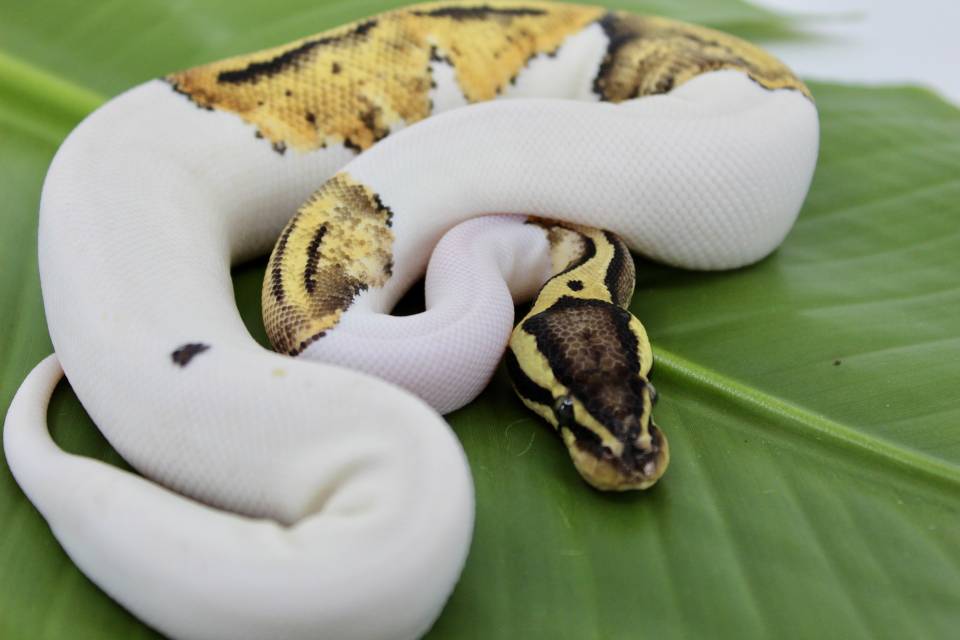 Baby Piebald Ball Python