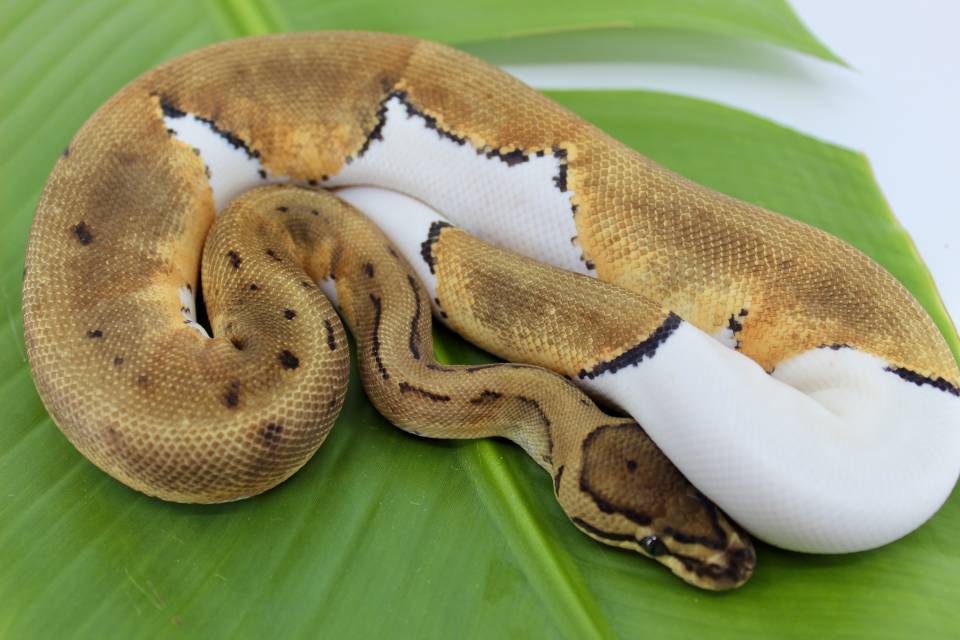 Baby Piebald Ball Python