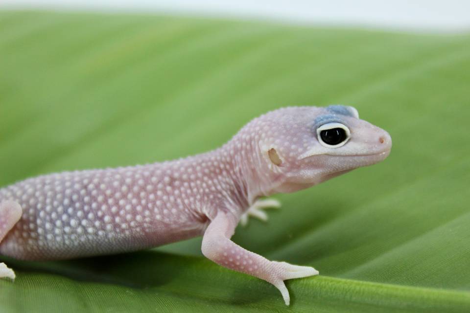 Baby Leopard Geckos