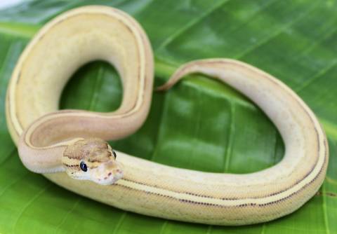 Baby Highway Pinstripe Ball Pythons for sale