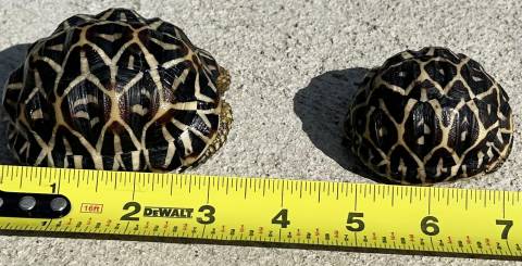 Sri Lankan Star Tortoises for sale