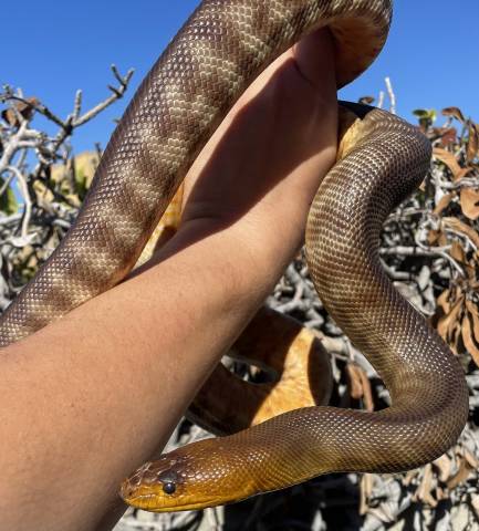 Medium Woma Pythons for sale