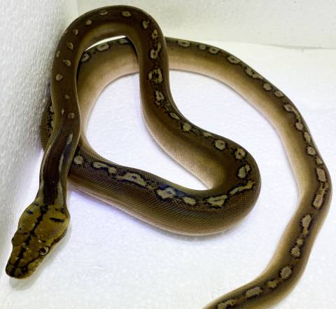 Baby Sunfire Reticulated Pythons for sale