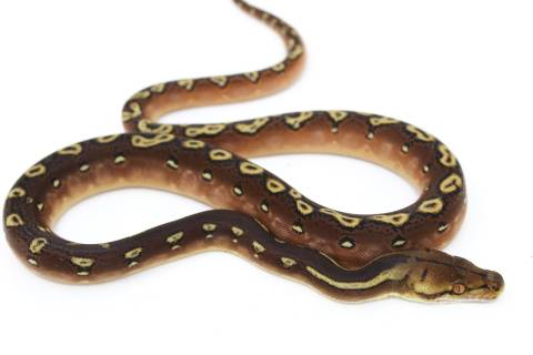 Baby Phantom Sunfire Reticulated Pythons for sale