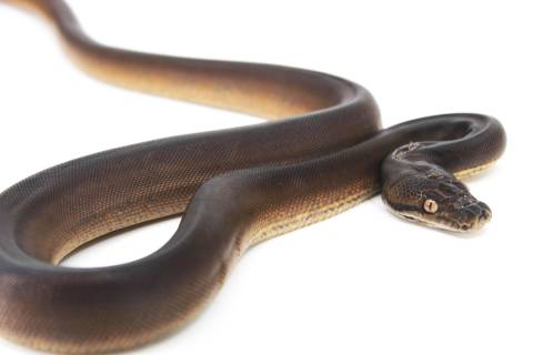 Baby Golden Child Phantom Sunfire Reticulated Pythons for sale