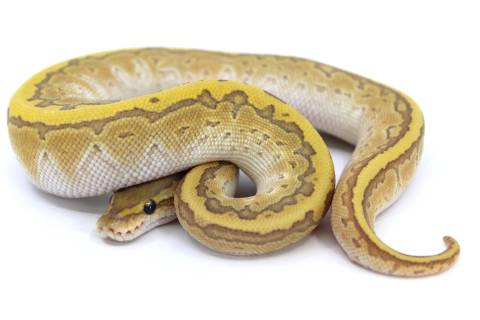 Baby Butter Pinstripe Ghost Ball Pythons for sale
