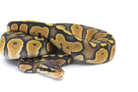 Baby Pastel Chocolate Ghost Ball Pythons for sale