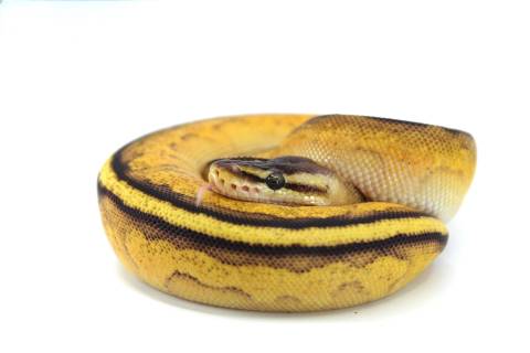 Baby Pastel Yellow Belly Striped Ball Pythons for sale
