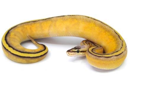 Baby Super Pastel Yellow Belly Stripe Ball Pythons for sale
