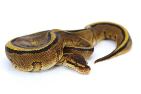 Baby Yellow Belly Striped Ball Pythons for sale