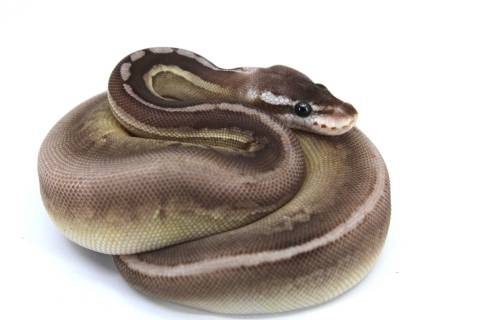 Baby Lemonblast Chocolate Ball Pythons for sale