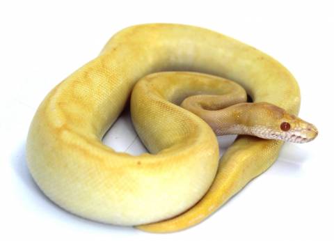 Baby Albino Enchi Pinstripe Ball Pythons for sale