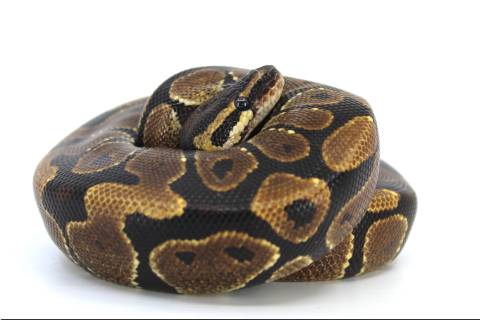 Medium Gravel Ball Pythons for sale