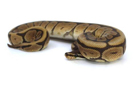 Medium GHI Spider Ball Pythons for sale