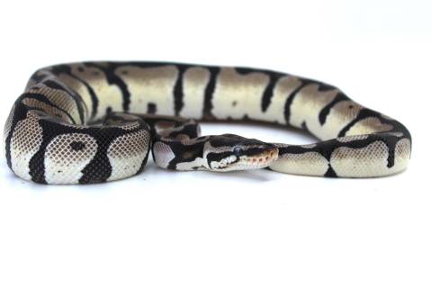Medium Male Enchi VPI Axanthic Ball Python for sale