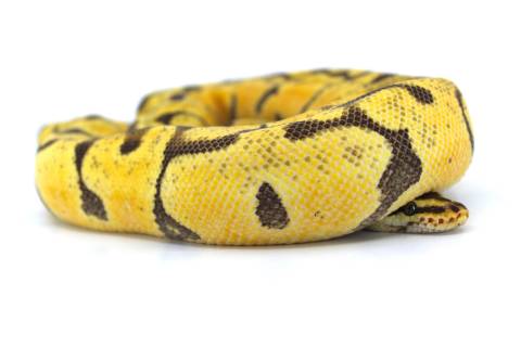 Sub Adult Female Super Enchi Pastel Ball Python for sale