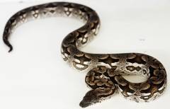 Boas and Anacondas