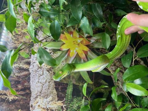 Sub Adult Aru Green Tree Pythons for sale