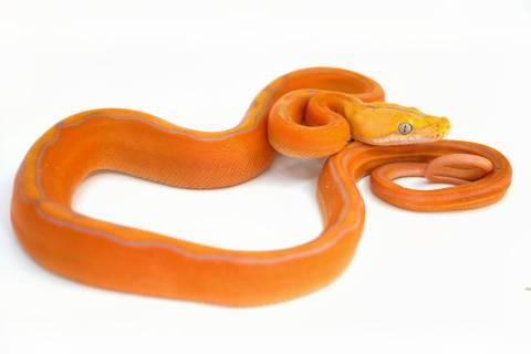 Baby Purple Albino Sunfire Golden Child Reticulated Pythons for sale