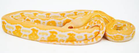 Baby White Albino Platinum Tiger Reticulated Pythons for sale