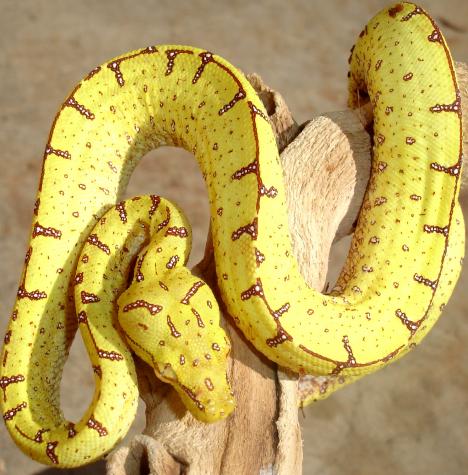 Baby Yellow Sorong Green Tree Pythons for sale