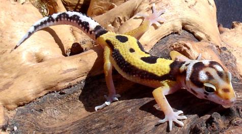 High Yellow Leopard Gecko Baby