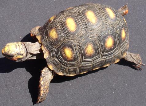 Medium Red Foot Tortoises for sale