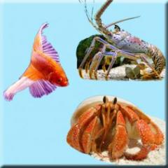 Reptile Supplies, Reptile Products at LLLReptile