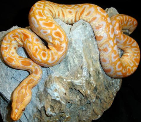 Baby Albino Burmese Pythons for sale
