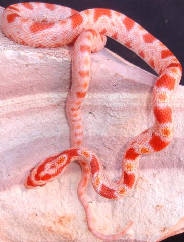 Fluorescent Orange Corn Snake