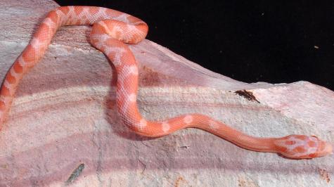 Opal Corn Snake
