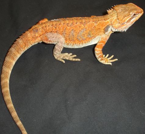 Adult Hypo Red Bearded Dragons w/minor nip tails for sale