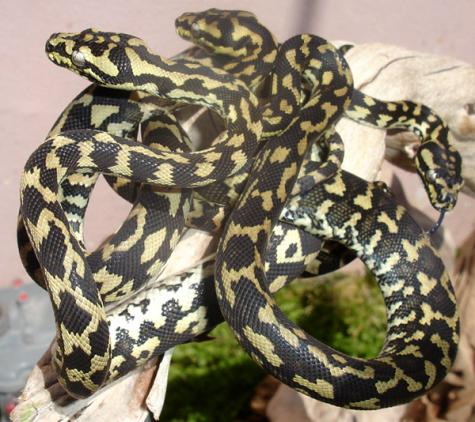 Small Jungle Carpet Pythons for sale