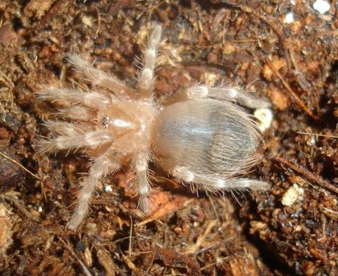 Brazilian Giant White Knee Spiderlings for sale