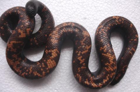 Calabar Burrowing Pythons for sale