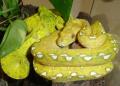 Medium Biak Green Tree Pythons for sale