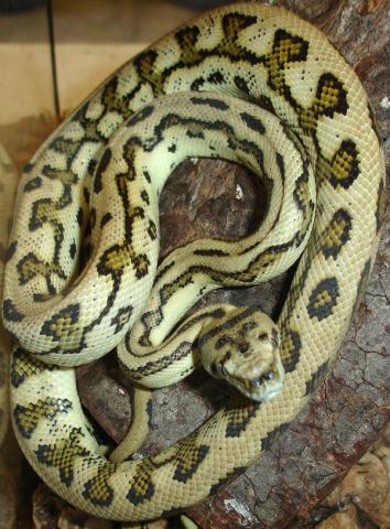Small Coastal Jaguar Carpet Pythons for sale