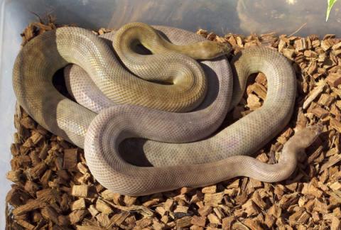 Adult Childrens Pythons for sale