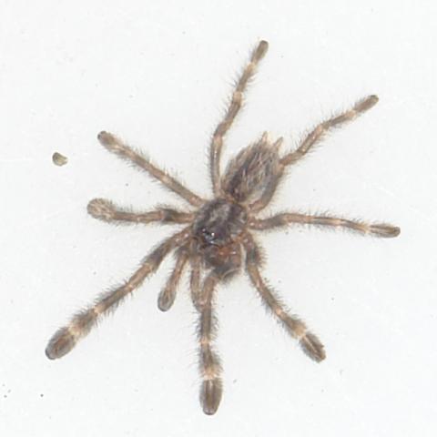 Ghost Ornamental Tarantulas Small for sale