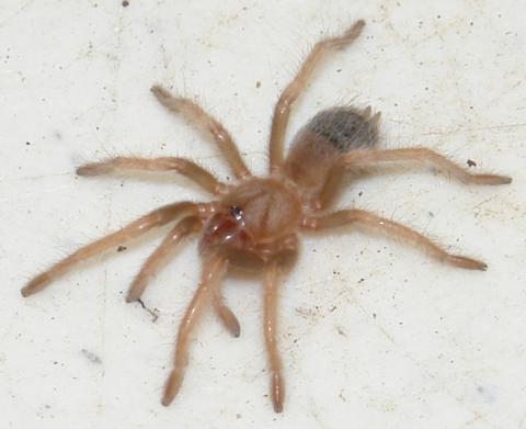 Mexican Red Knee Spiderlings for sale