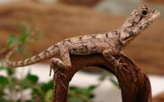 Reptile Supplies and Live Reptiles - LLLReptile