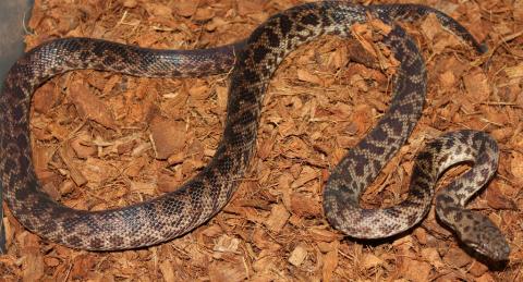 Medium Childrens Pythons for sale