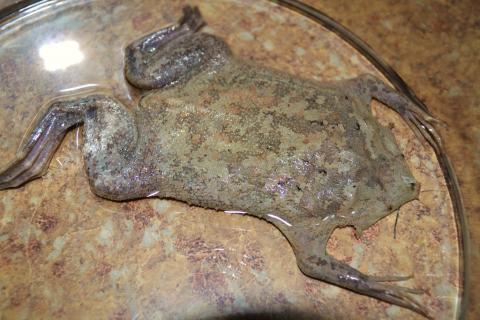 Medium Pipa Pipa Toads for sale