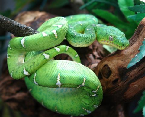 Small Emerald Tree Boas for sale